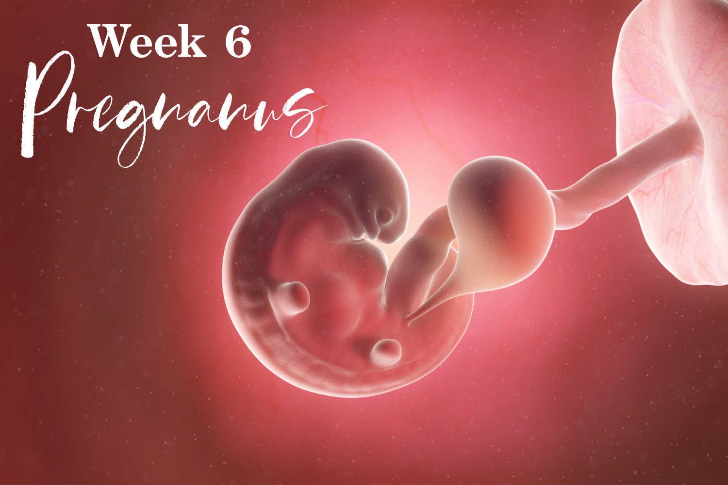 How Does Your Body Change During Week 6 of Pregnancy? - Being The Parent