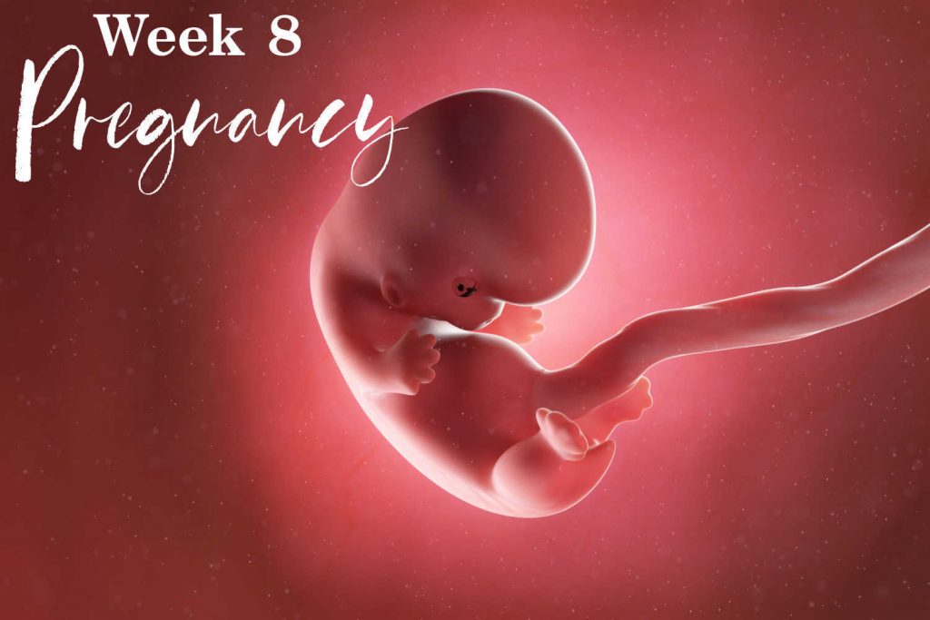 How Does Your Body Change During Week 8 of Pregnancy? - Being The Parent