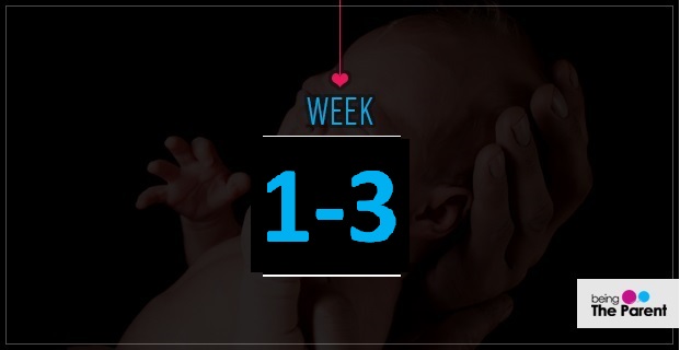 Discovering Pregnancy : Weeks 1 to 3 - Being The Parent