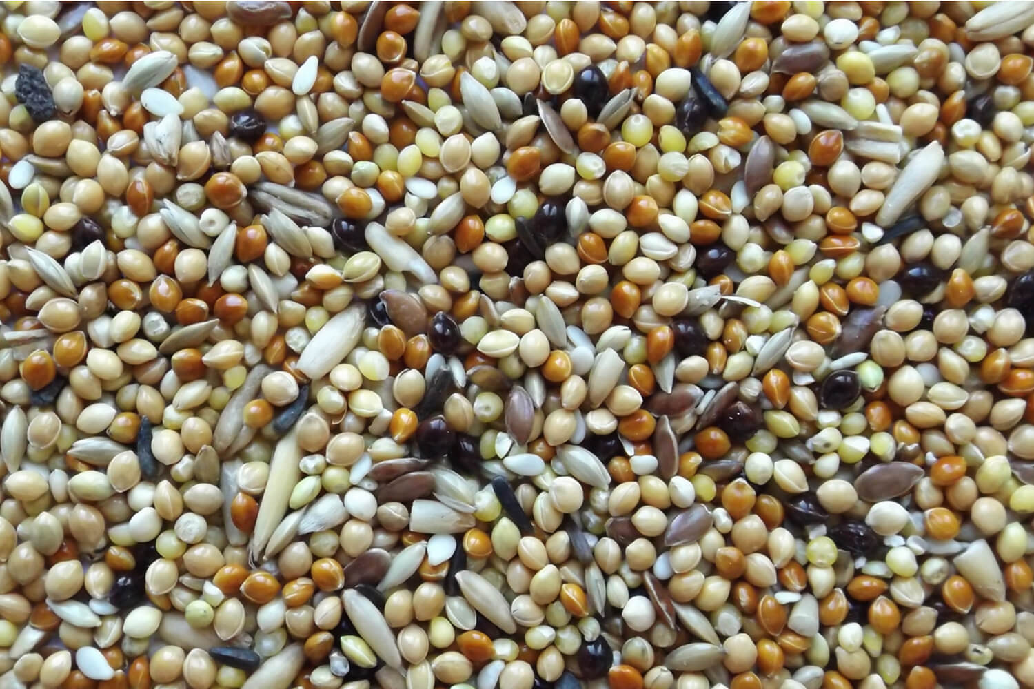 How To Get Proteins In Pregnancy In A Vegetarian Diet? - Being The Parent