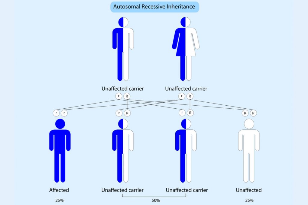 What is Genetic Carrier Screening Test and How is it Done? - Being The ...