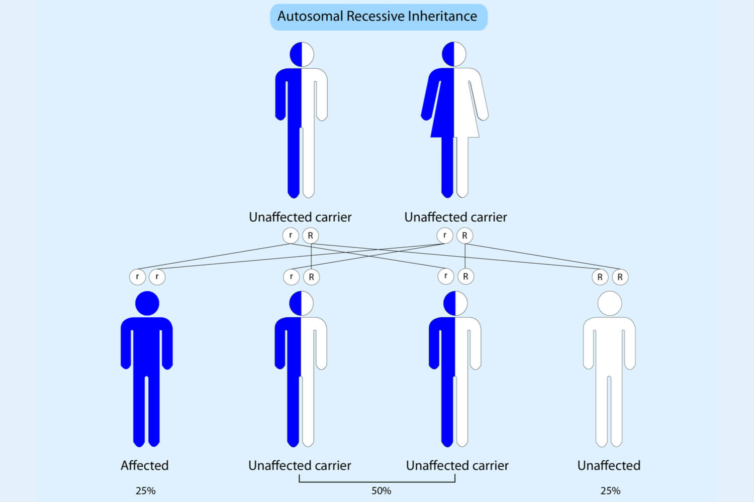 What is Genetic Carrier Screening Test and How is it Done? - Being The ...