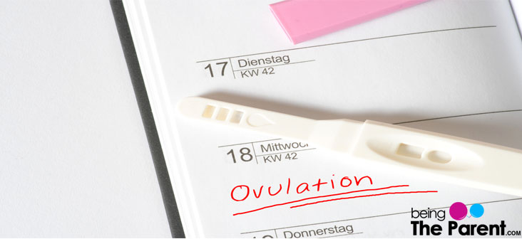 Can You Ovulate More Than Once In A Month Or Cycle? - Being The Parent