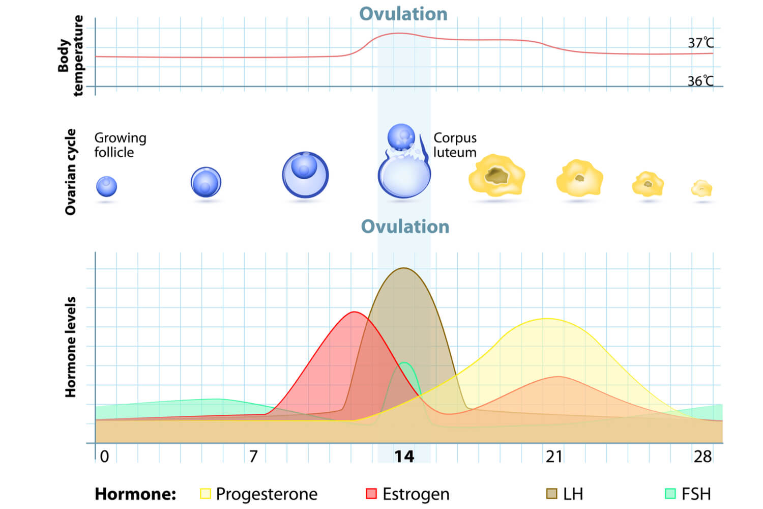 Best Ovulation Period For Pregnancy - Being The Parent