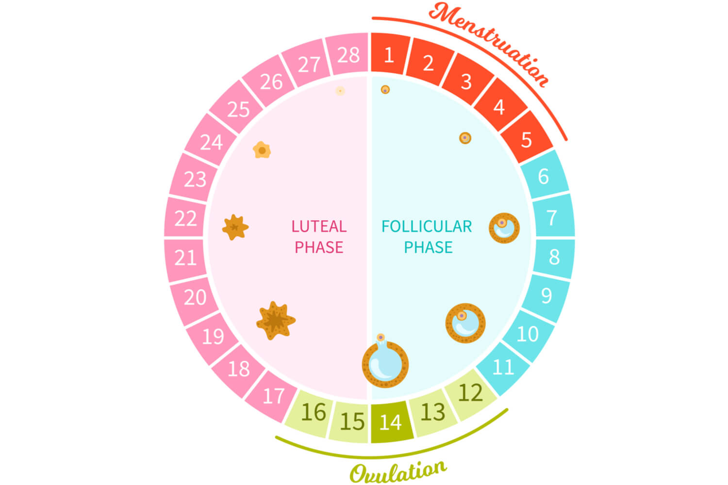 Phases of Menstrual Cycle - Being The Parent