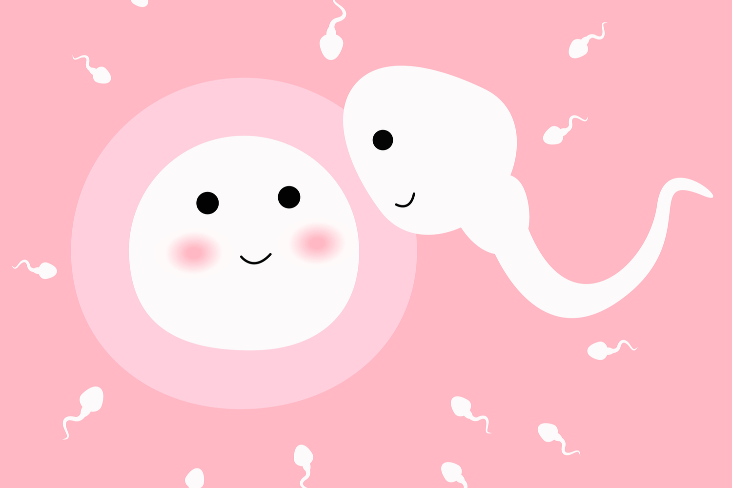 Stages and Phases of Ovulation - What They Are And Best Time to Get ...