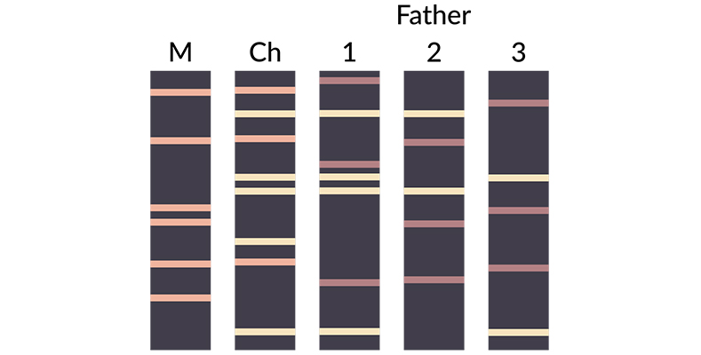 5 reasons to use a paternity test - Being The Parent