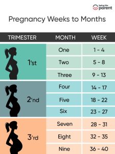 How to calculate Pregnancy Weeks &Months - Due Date Calculator
