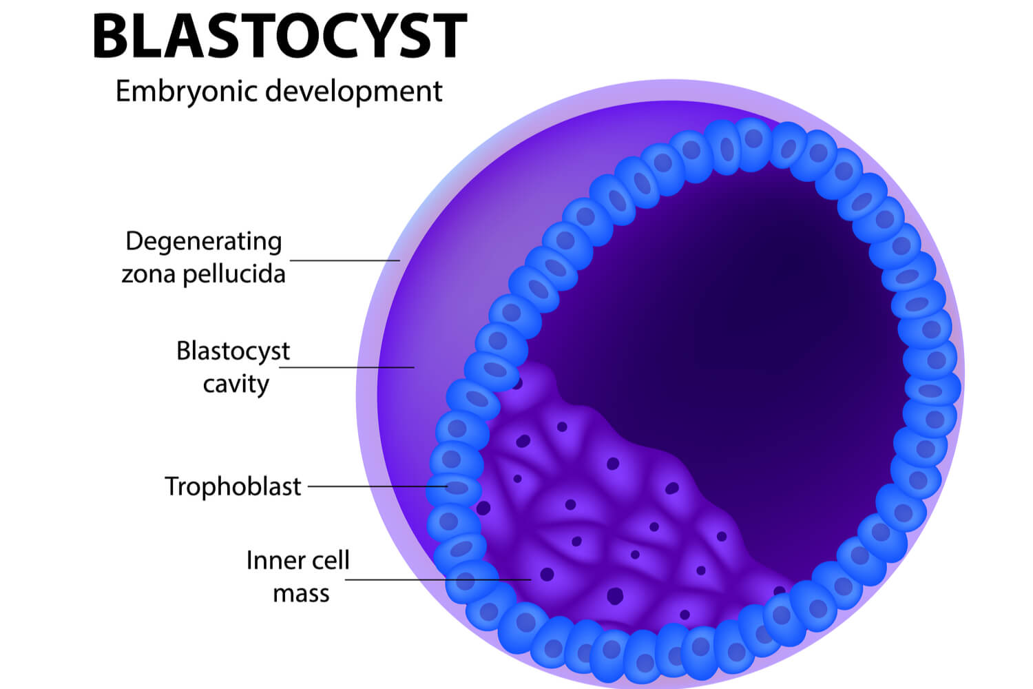 Everything You Need to Know About Stem Cells - Being The Parent