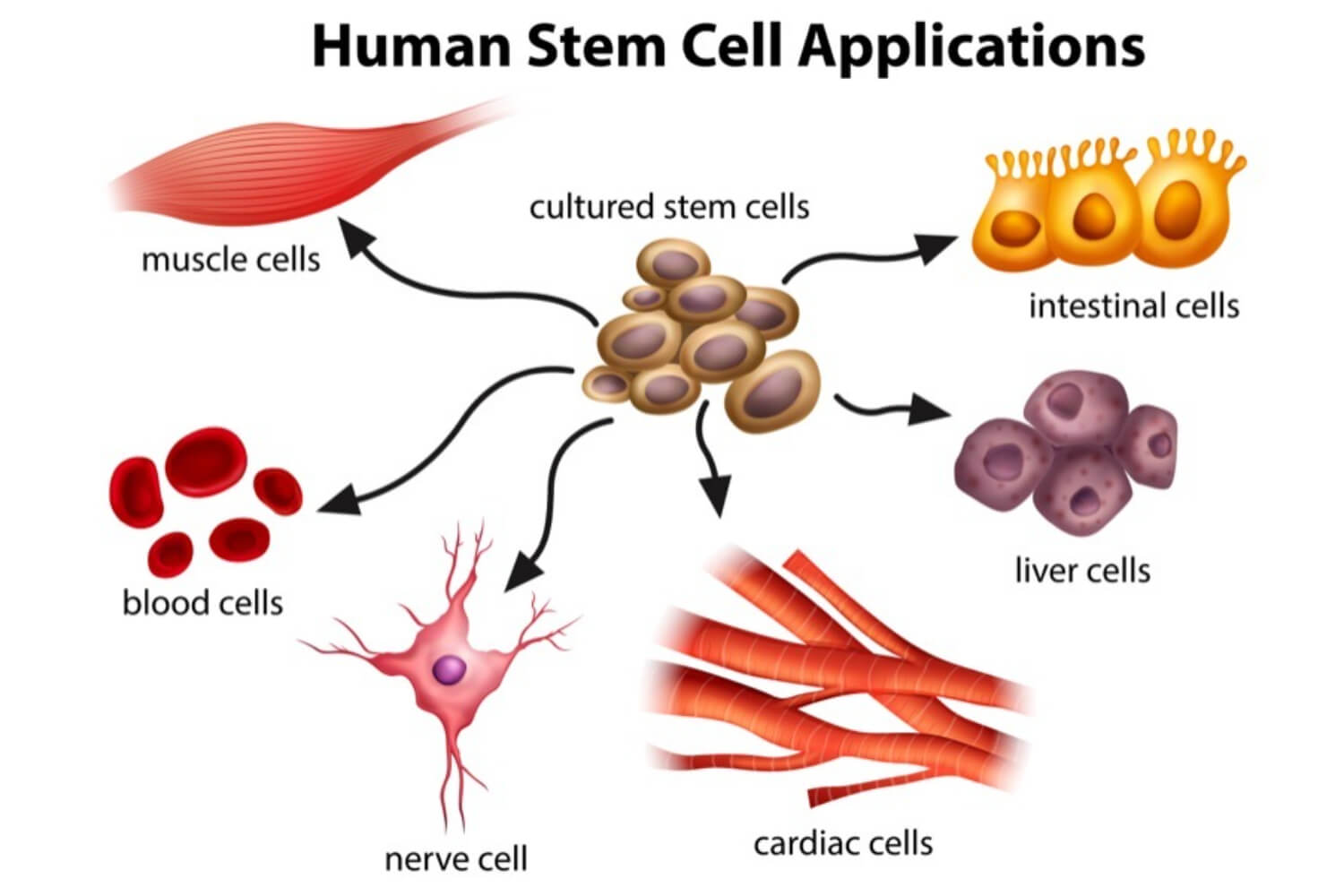 Everything You Need to Know About Stem Cells - Being The Parent