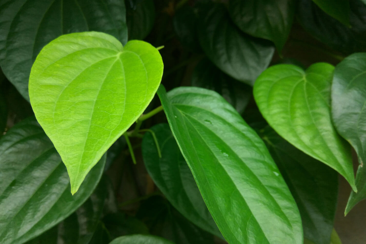 Is It Safe To Consume Betel Leaves During Pregnancy Being The Parent
