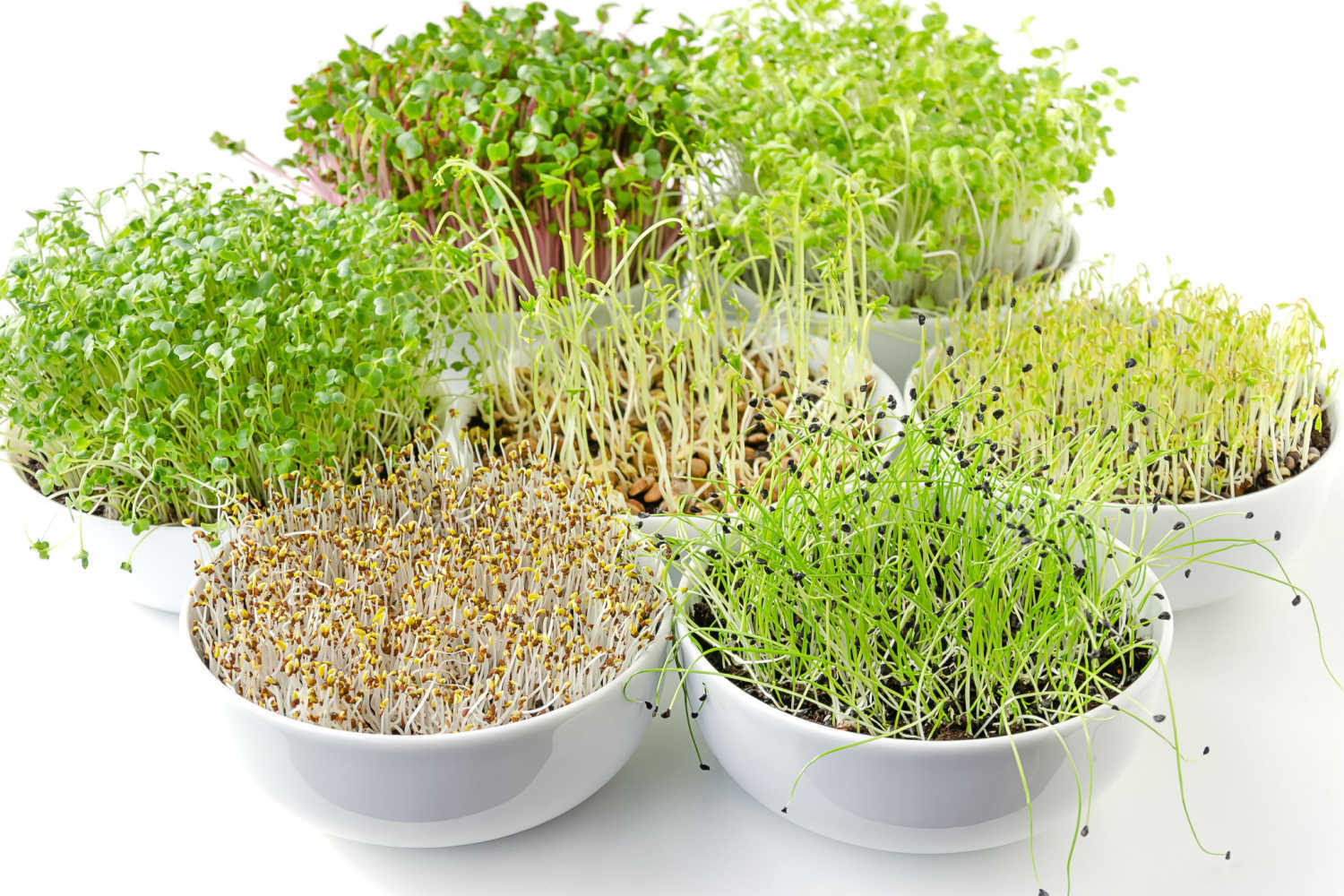 Sprouts For Babies - When to Introduce, Benefits And Precautions ...