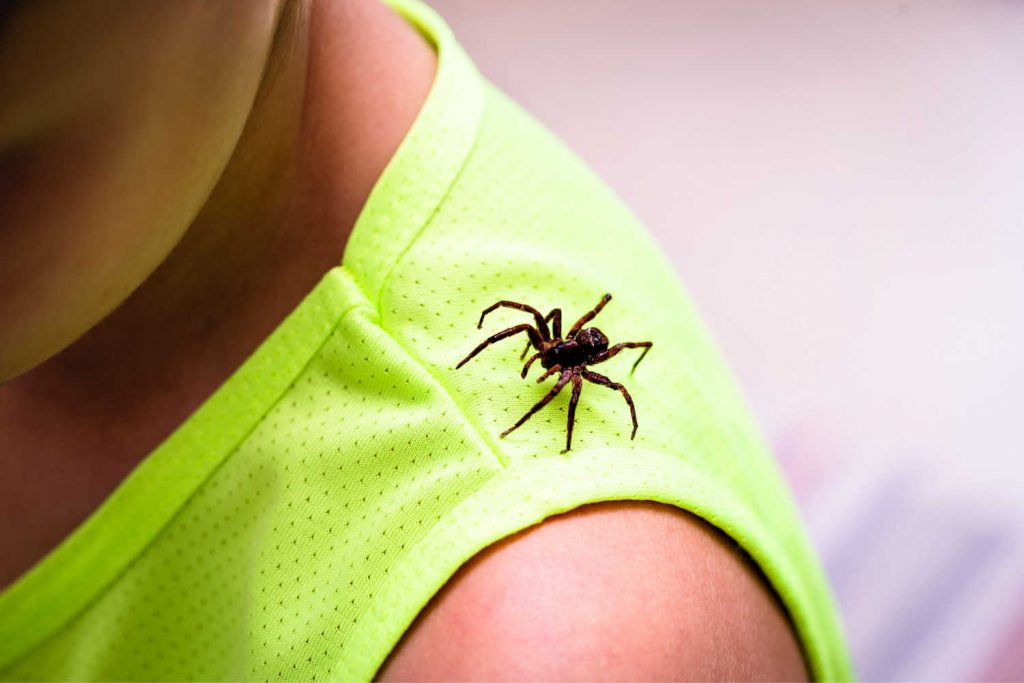 Spider Bite in Toddlers - Symptoms, Treatment and Prevention - Being ...