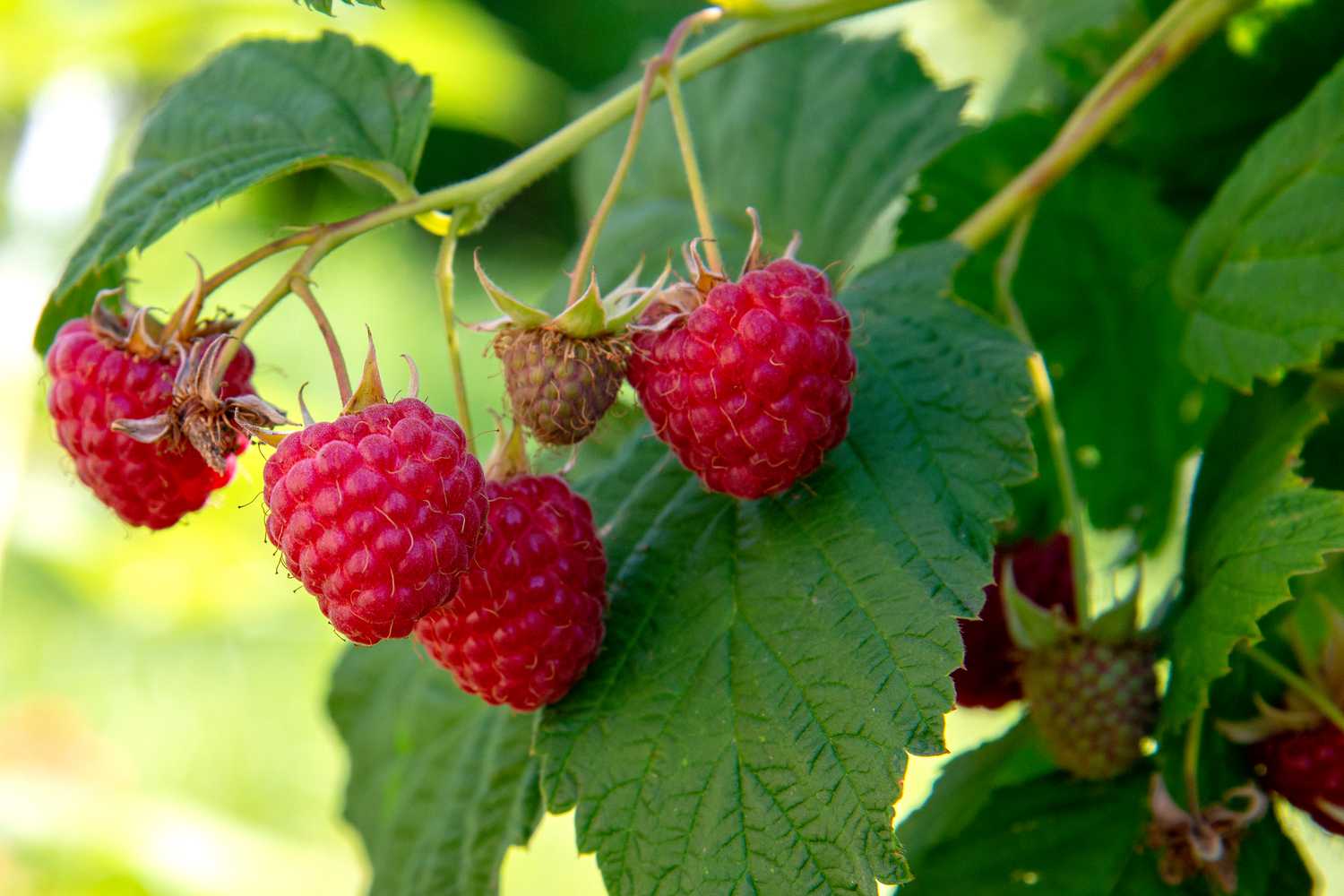 How Does Red Raspberry Leaf Help To Improve Fertility - Being The Parent