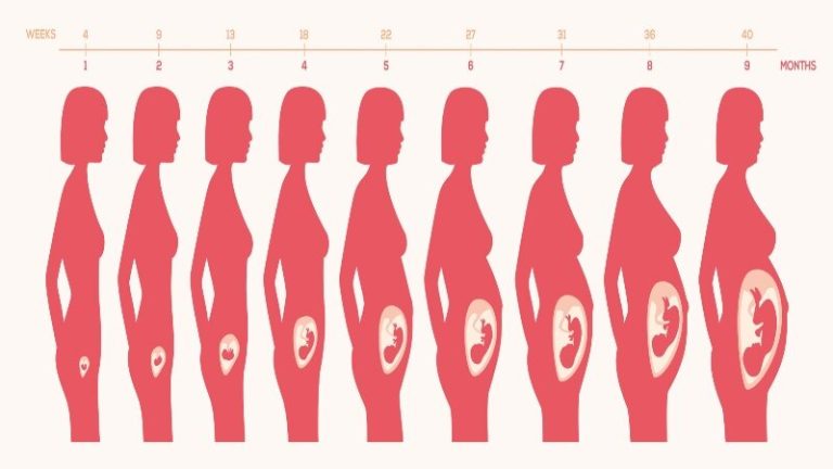 How to calculate Pregnancy Weeks &Months - Due Date Calculator