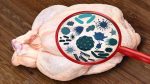 Turkey During Pregnancy - Is It Safe To Consume?